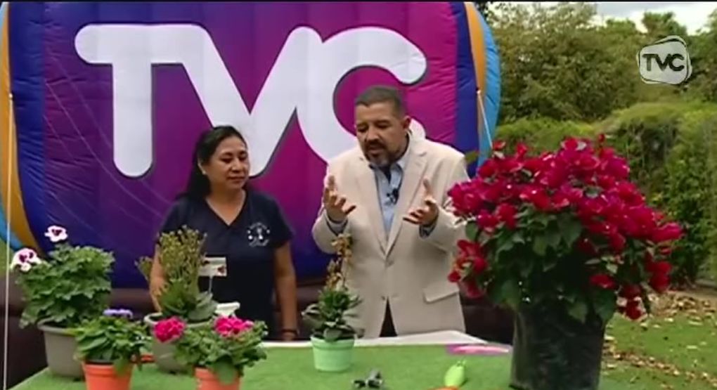 Experta revela cómo revivir plantas marchitas con la poda correcta - TVC