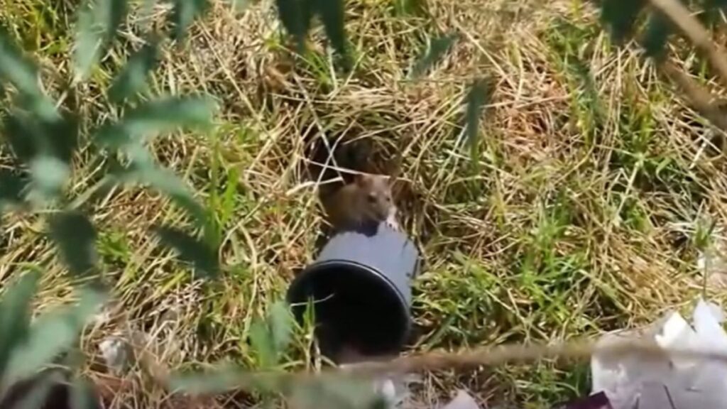 Ratas y palomas son principales plagas urbanas en Quito - TVC